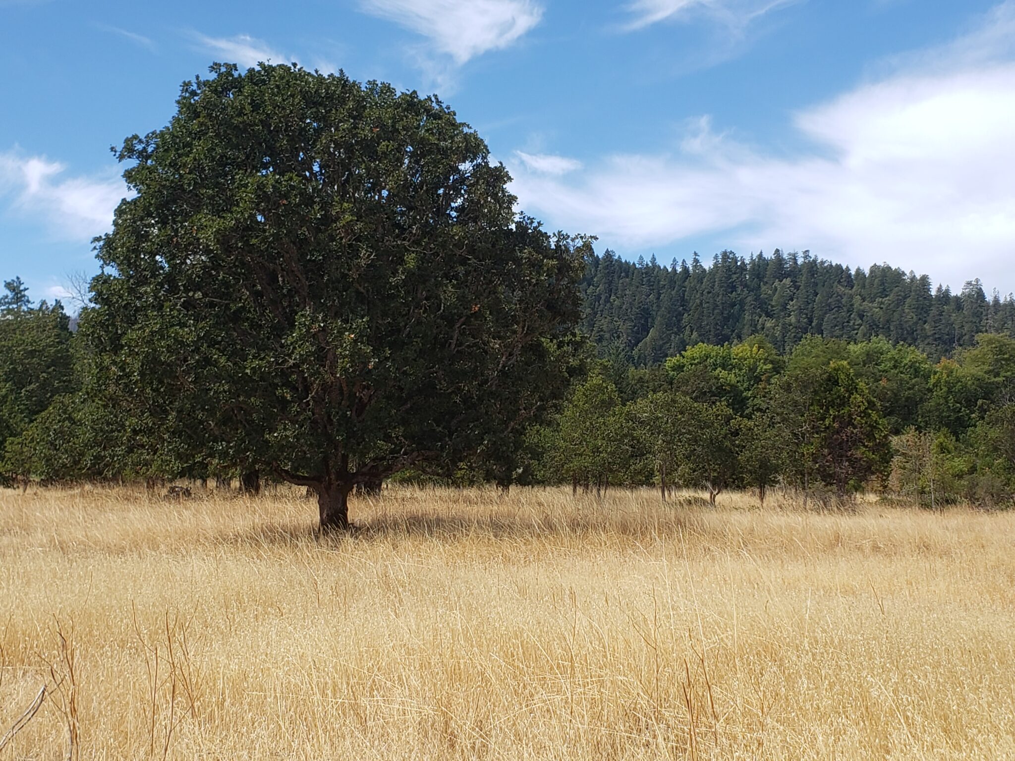 Takilma Community Association – Takilma, OR